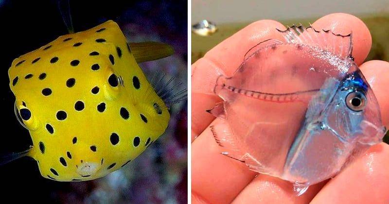 15 невероятных животных, в реальность которых сложно поверить!